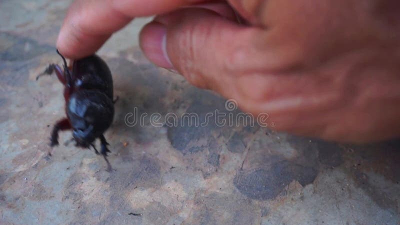 Helping the Upside Down Coconut Beetle Stock Footage - Video of coconut ...