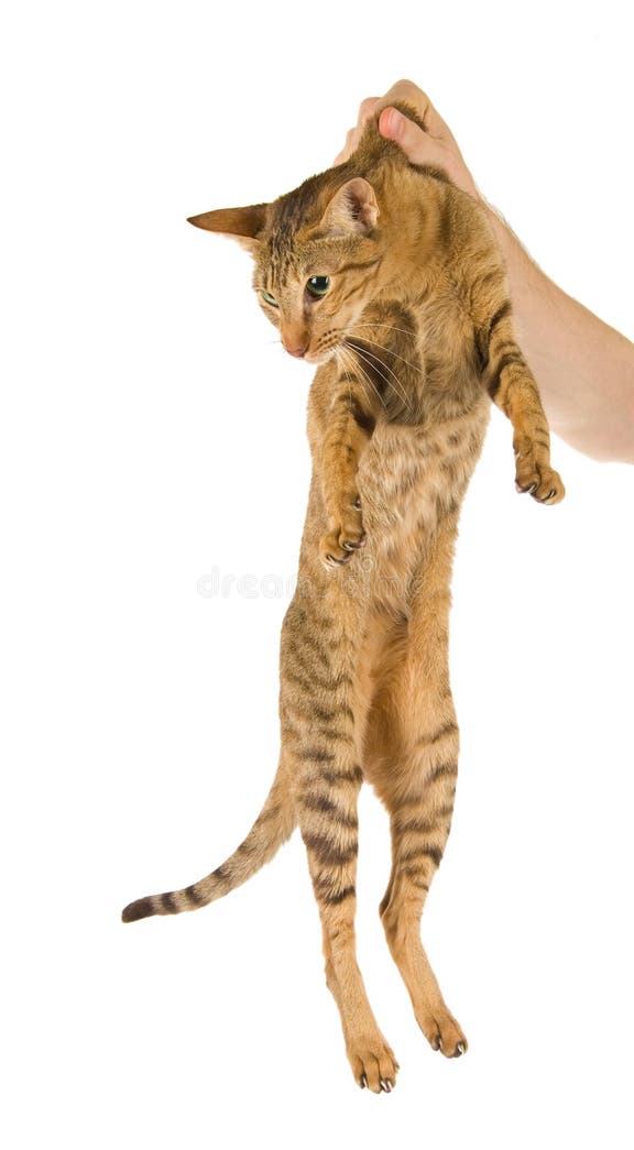 Helpless cat stock photo. Image of holding, hanging, animal - 3600630