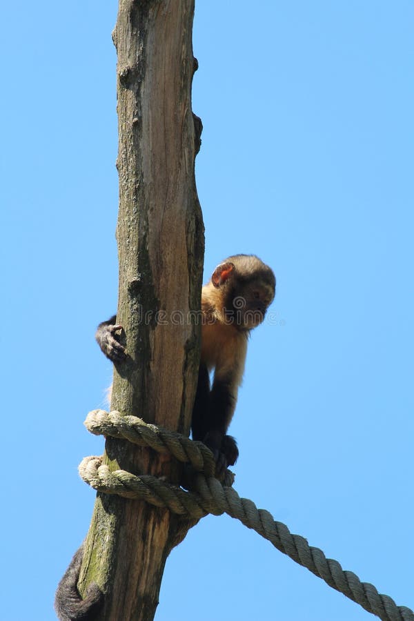 Helpless Little Monkey on a Tree Trunk with a Knotted Rope Stock Image ...