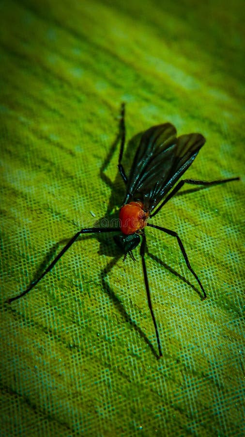 Helpless night insects stock image. Image of nyamuk - 200711269