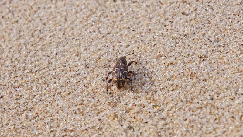 Helpless Pissodes Pini Weevil Beetle Bug Stuck in Beach Sand Dune Stock ...