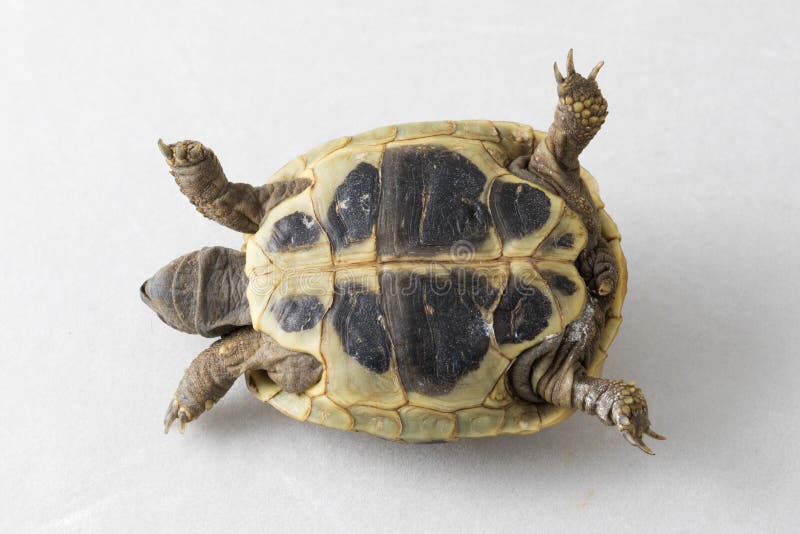 Helpless turtle on back stock image. Image of isolated - 78655163