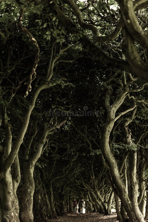 Inside Gigantic Hollow Hedge Helsingborg Sweden Stock Photos - Free ...