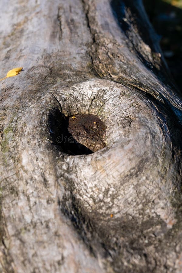 Old tree with knothole stock image. Image of landscape - 10053281