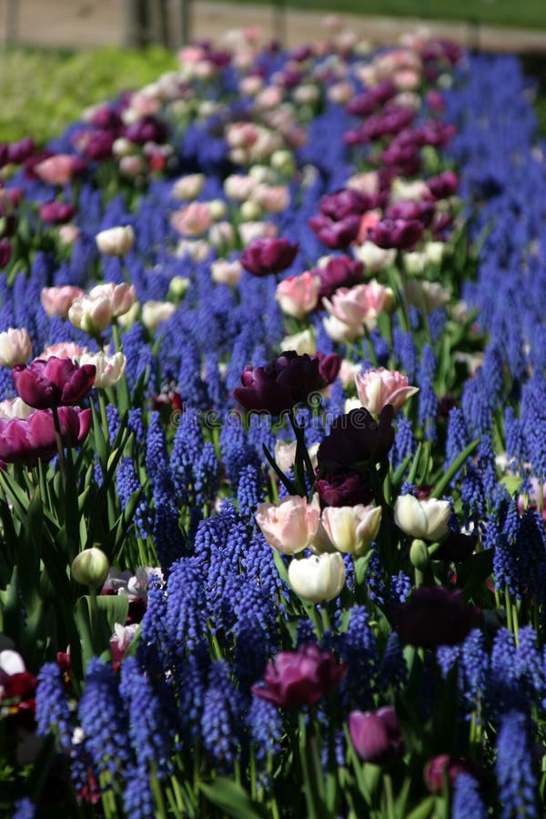 Helsinki Spring stock image. Image of bloom, recreation - 273555