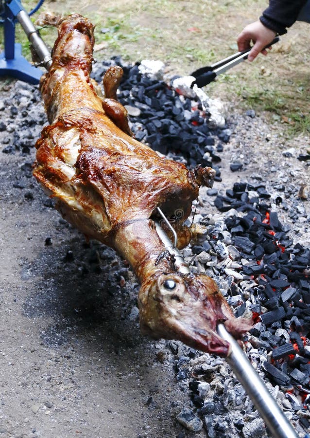 Helt Lamm I Det Spottade Roterande Gallret Fotografering för Bildbyråer ...