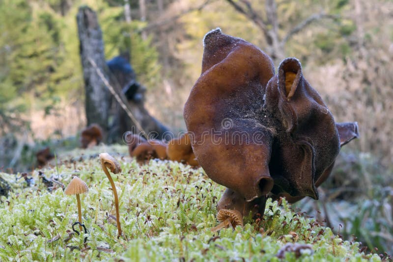 Helvella infula stock image. Image of wild, mushrooms - 21643497
