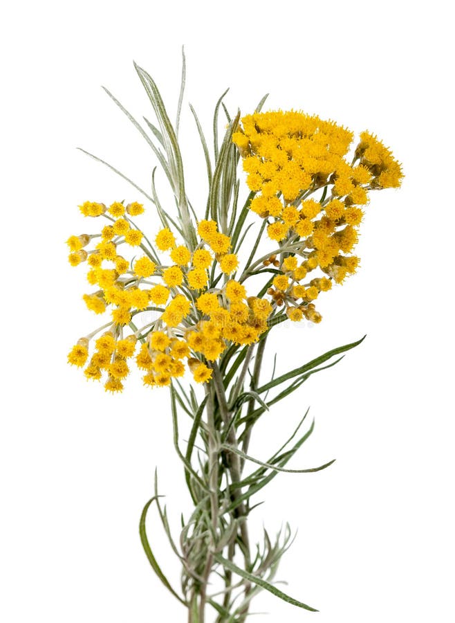 Helychrysum - Immortelle Flowers Stock Image - Image of botany, flora ...
