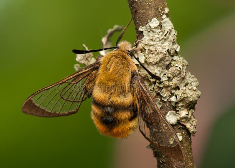 Hemaris Tityus imagen de archivo. Imagen de macro, color - 31383343