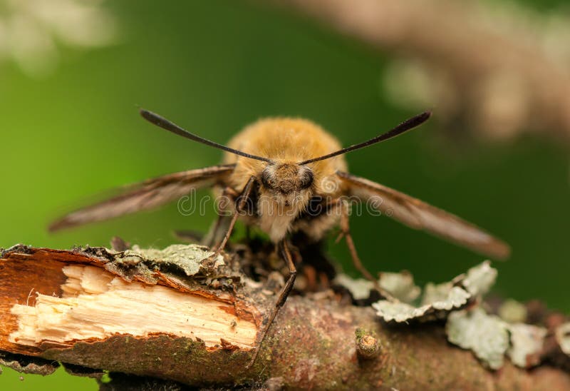 Hemaris Tityus stock image. Image of hawkmoth, colorful - 31382507