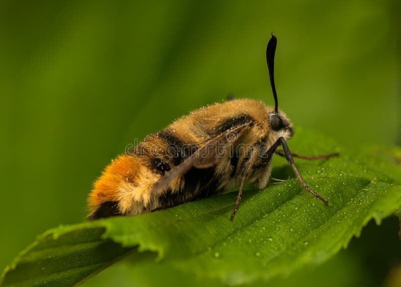 Hemaris Tityus stock photo. Image of micro, background - 31384546
