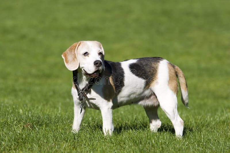 Hembra adulta del beagle foto de archivo. Imagen de cara - 16237380