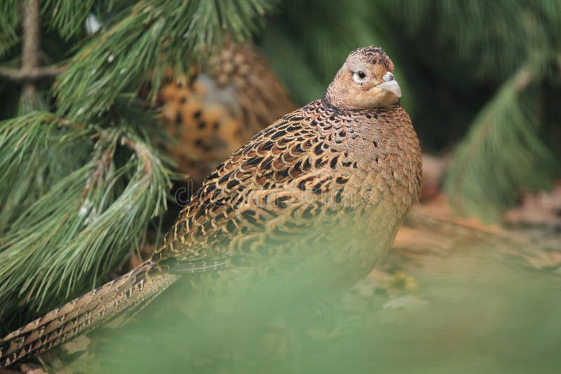 Hembra común del faisán foto de archivo. Imagen de adulto - 28742278