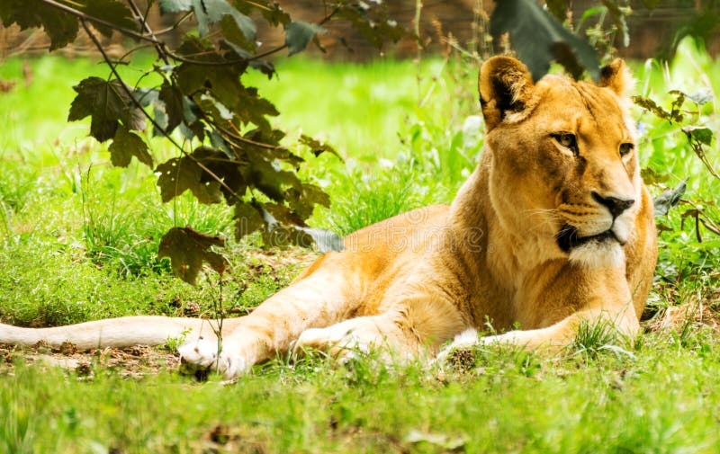 Hembra De La Leona Panthera Leo Imagen de archivo - Imagen de bestia ...