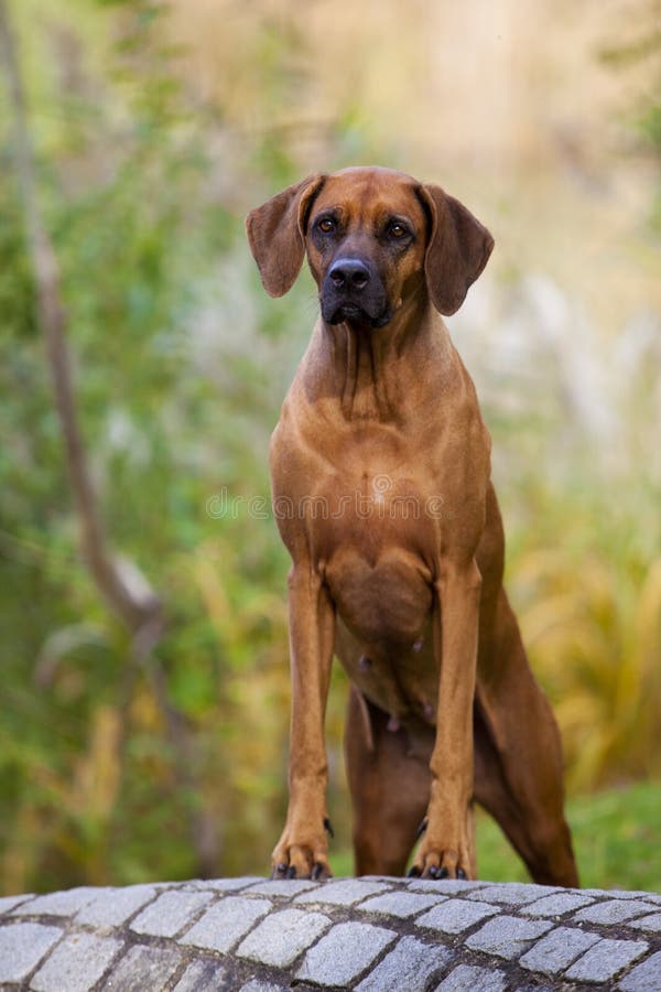 Hembra De Rhodesian Ridgeback Foto de archivo - Imagen de backyard ...