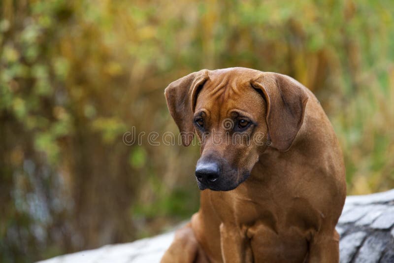 Hembra De Rhodesian Ridgeback Imagen de archivo - Imagen de cara, gris ...