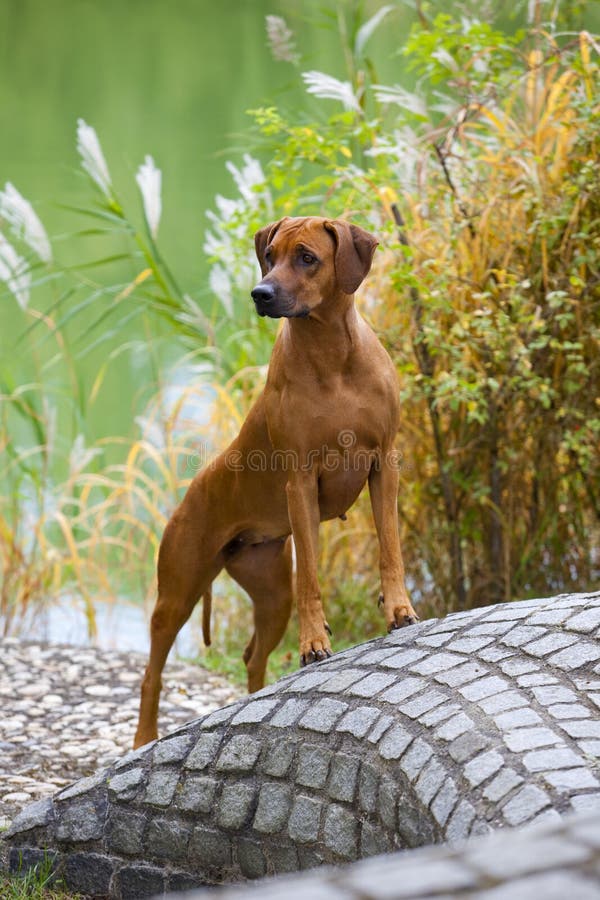 Hembra De Rhodesian Ridgeback Foto de archivo - Imagen de africano ...