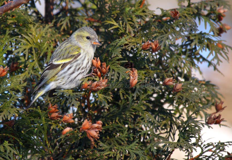 Pinzón Verde Que Come Las Frutas Azules Foto de archivo - Imagen de ...