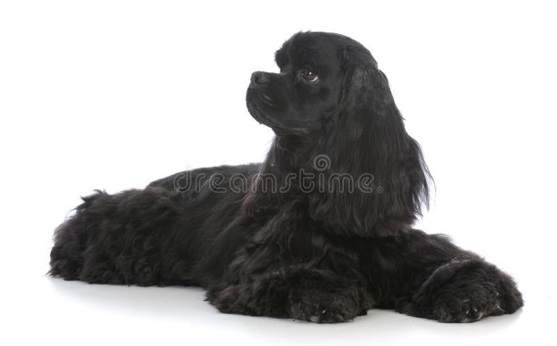 Hembra Negra Hermosa De Cocker Spaniel Imagen de archivo - Imagen de ...