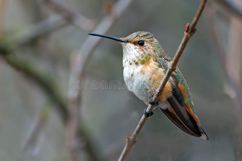 Hembra rufa del colibrí imagen de archivo. Imagen de avituallamiento ...