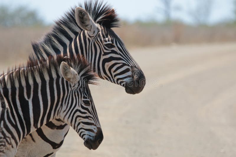 Hembra y potro de la cebra foto de archivo. Imagen de mama - 61610830