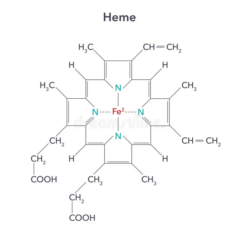 Heme, or Haem Diagram Biochemistry Vector Illustration Structure Stock ...
