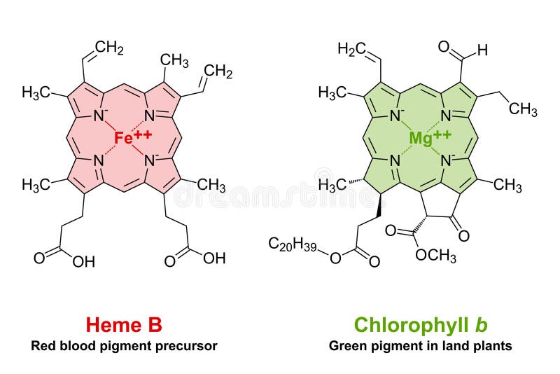Pheophytin B Structure