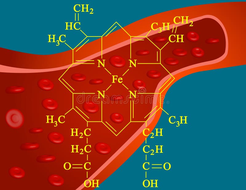 Structure Of Human Hemoglobin Stock Vector - Illustration of diagram ...