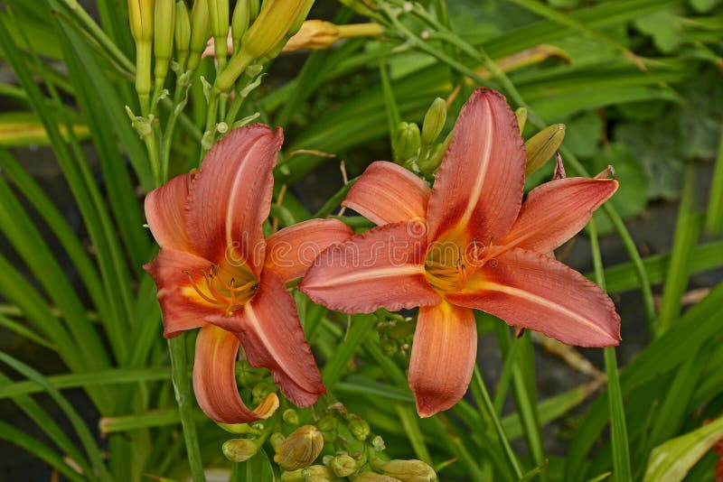 Double Firecracker Stock Photos - Free & Royalty-Free Stock Photos from ...