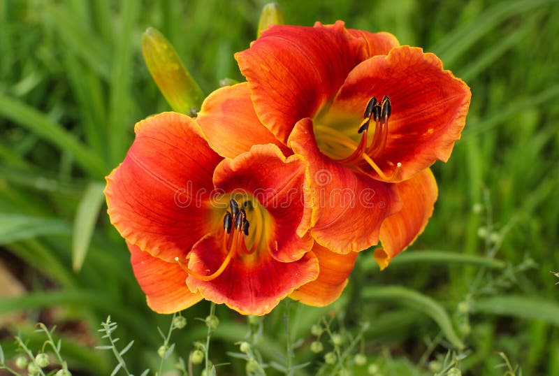 Hemerocallis flowers stock photo. Image of sunny, flower - 74774510