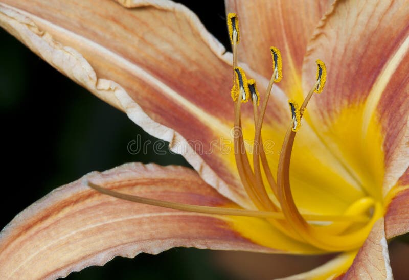 Hemerocallis fulva stock photo. Image of lilly, lily - 20325932
