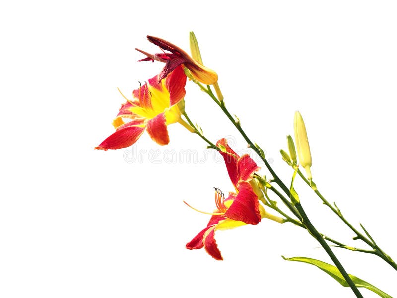Hemerocallis Fulva on Isolated Background. Stock Image - Image of ...