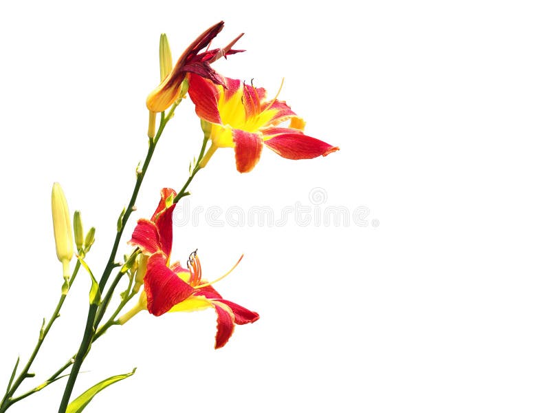 Hemerocallis Fulva Isolated on White Background. Stock Photo - Image of ...