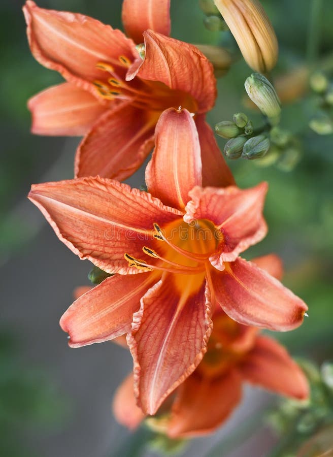 Hemerocallis Fulva - daily Lily Stock Photo - Image of green, fulva ...