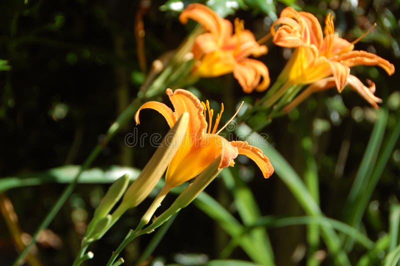 Hemerocallis Fulva, Tawny or Orange Daylily Stock Image - Image of ...