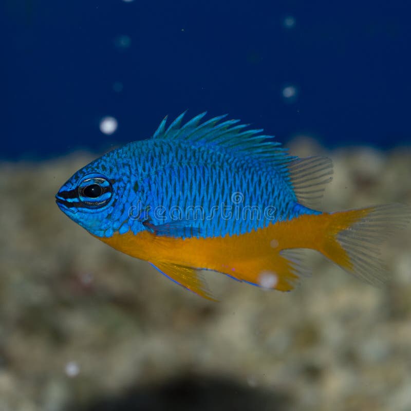 Hemicyanea De Chrysiptera Do Damselfish Dos Azuis Celestes Foto de ...