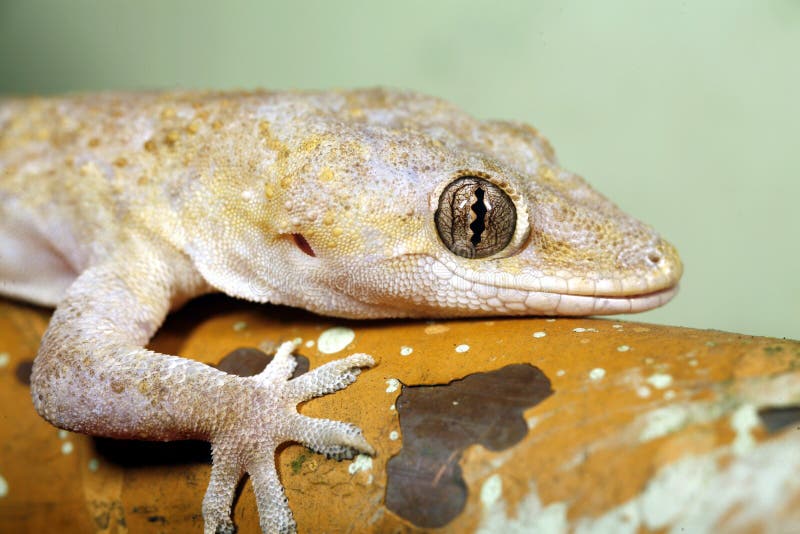 Hemidactylus Mabouia, a Lizard Living in Venezuela; Called Commonly ...