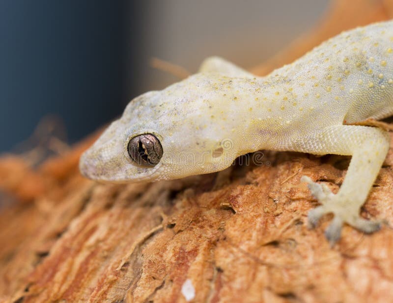 1,346 Hemidactylus Stock Photos - Free & Royalty-Free Stock Photos from ...