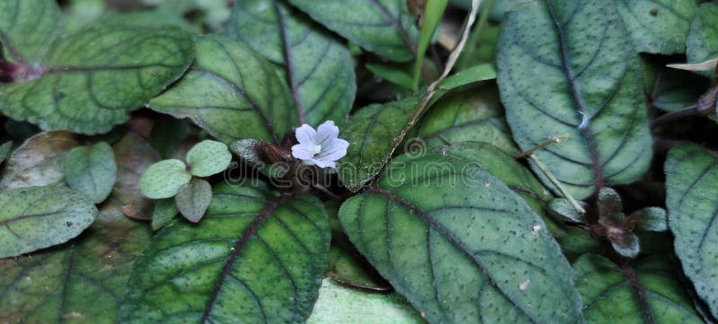 Hemigraphis Colorata Plant with Violet Flower Stock Image - Image of ...