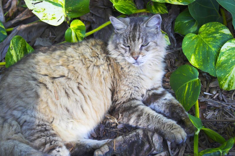 Hemingway cat stock image. Image of tropical, adorable - 16687473