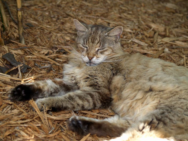 Hemingway S Cat in Key West Stock Photo - Image of cozy, friend: 5033534
