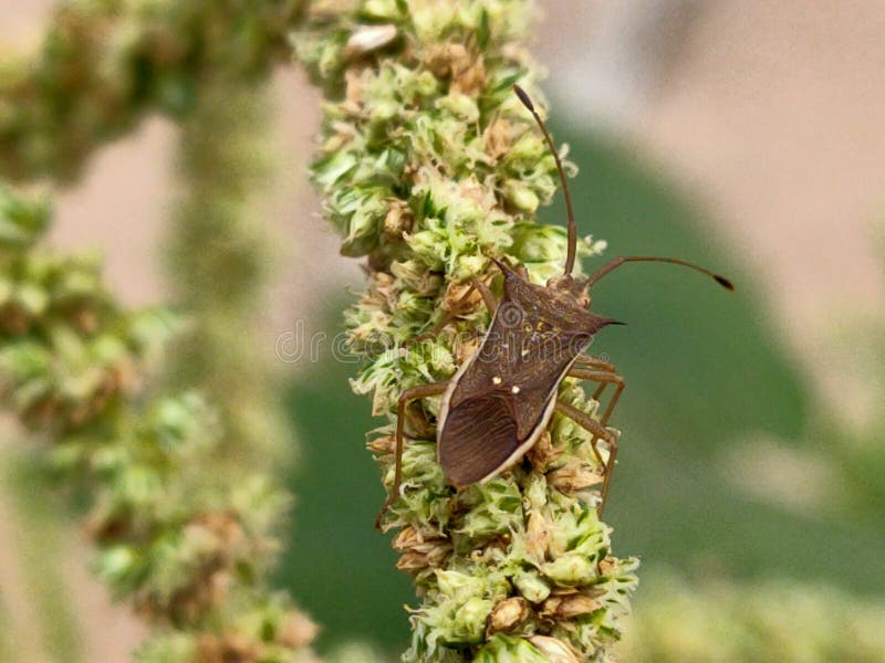 Hemiptera predator foto de archivo. Imagen de despredador - 265498096