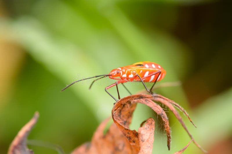 True Bugs. Small Lace Bug of the Family Tingidae. Gonocerus ...