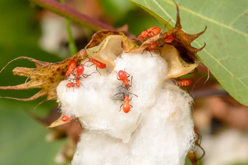Hemiptera or True bugs stock photo. Image of orange, colorful - 88031748
