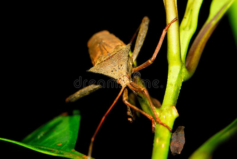 Asian Conjoined Stock Photos - Free & Royalty-Free Stock Photos from ...