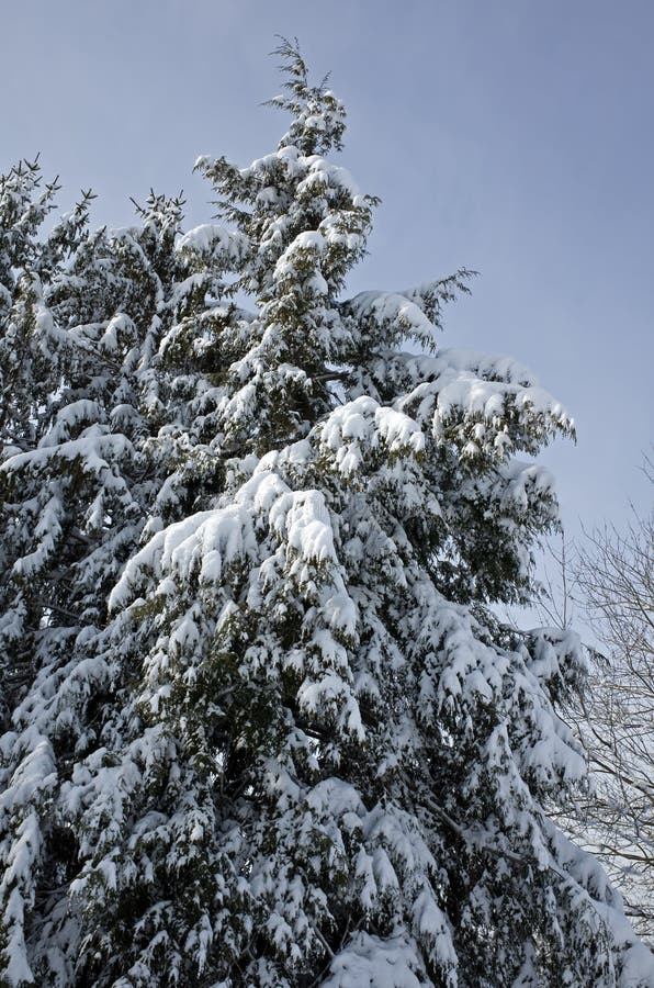 Hemlock stock photo. Image of hemlock, snow, tree, conifer - 37531356
