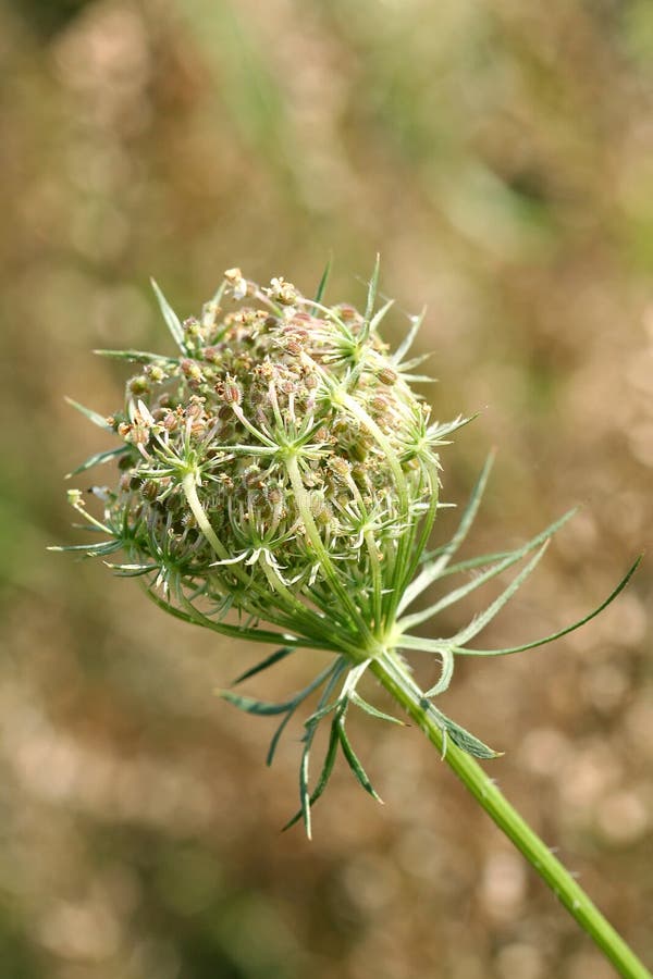 Hemlock before blossom stock image. Image of bloom, hemlock - 3157189