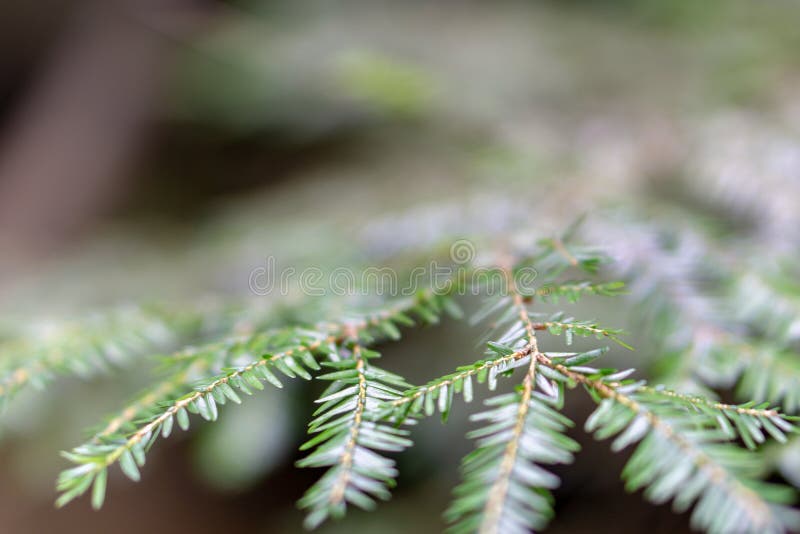 Hemlock branches macro stock photo. Image of bokeh, tree - 137265780