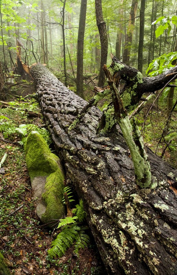 Hemlock Forest, Great Smoky Mountains NP, TN Stock Image - Image of ...