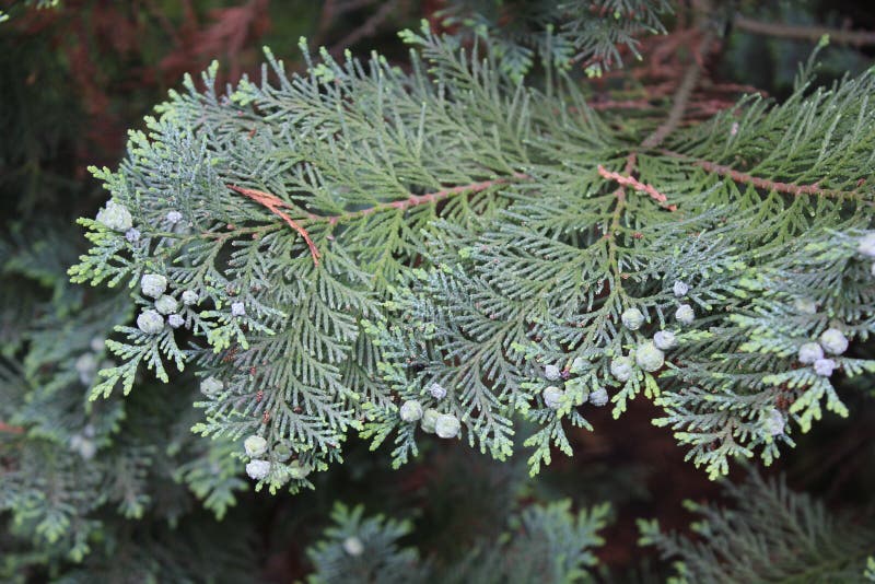 Hemlock green tree stock image. Image of national, redcedar - 58172295